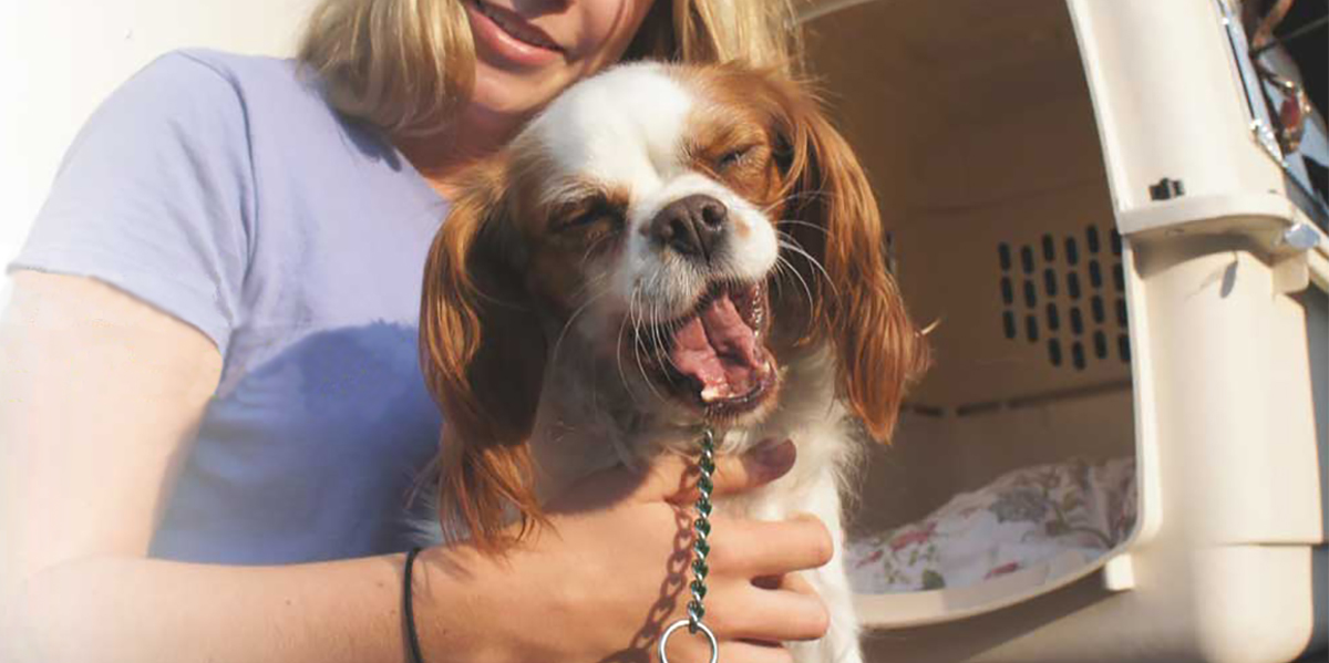 Benefits of Using a Trusted, Specialized Pet Relocation Company ...