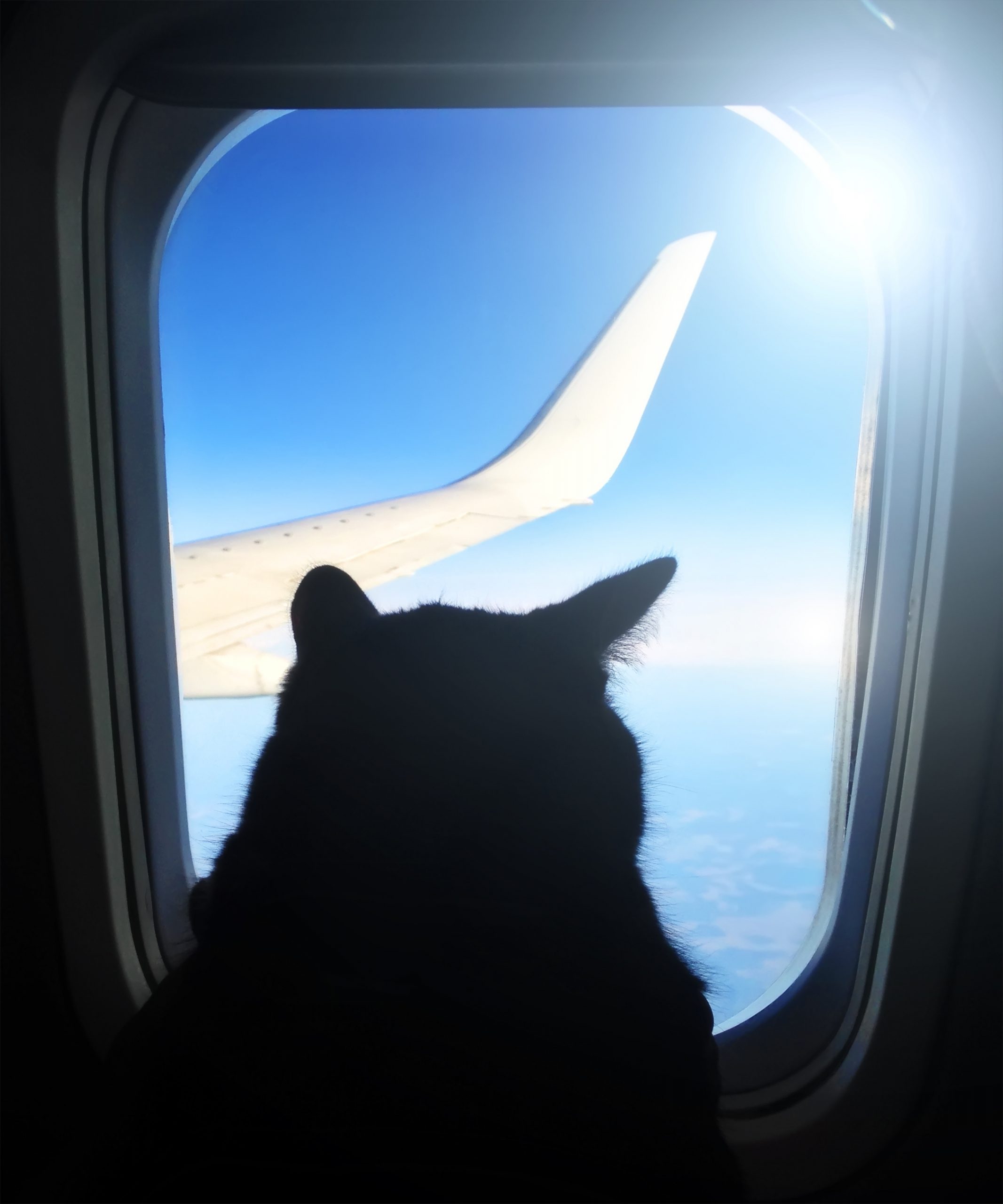 The Best Season For Air Travel - Worldwide Animal Travel