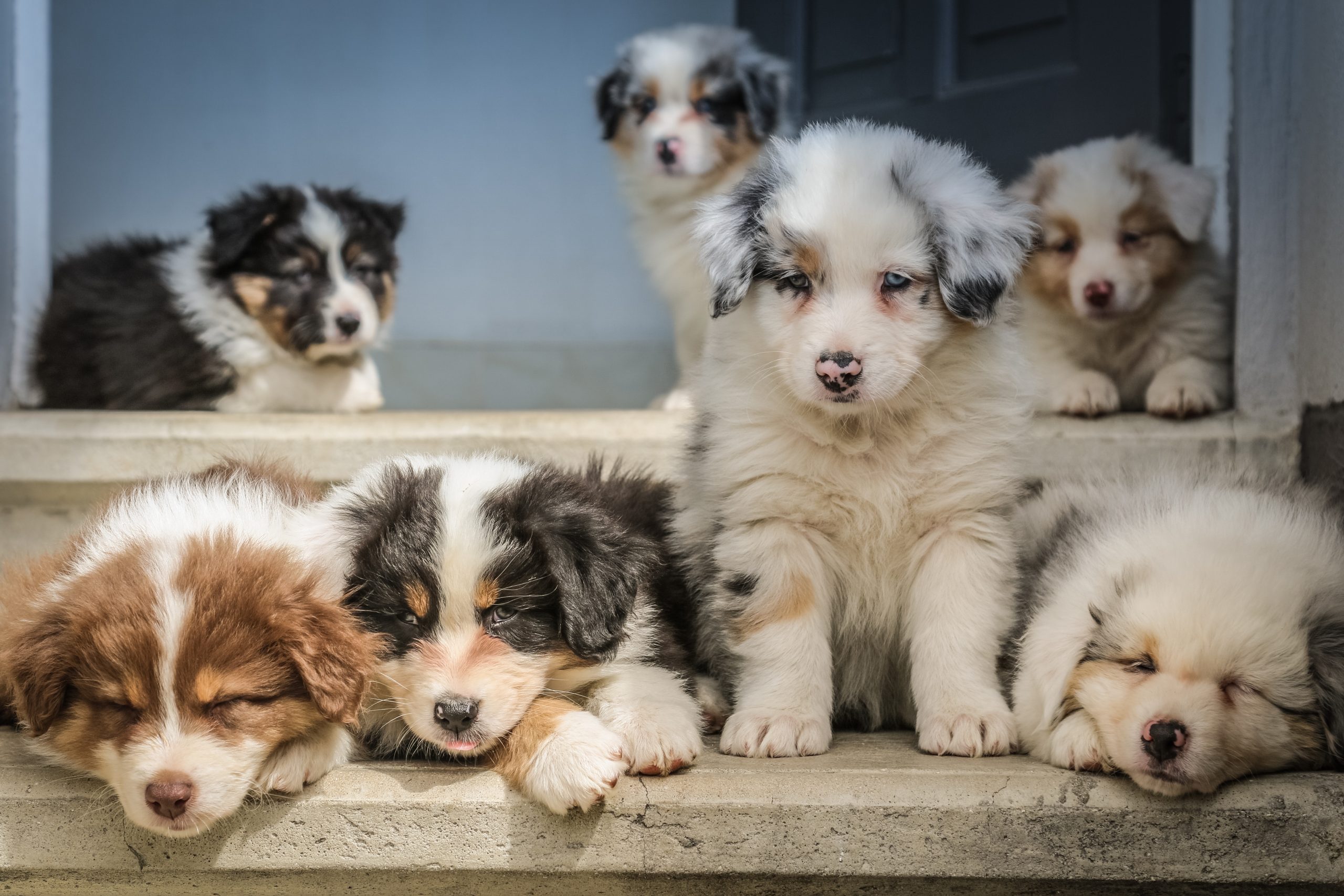 How to Identify an Online Pet Scam - Worldwide Animal Travel