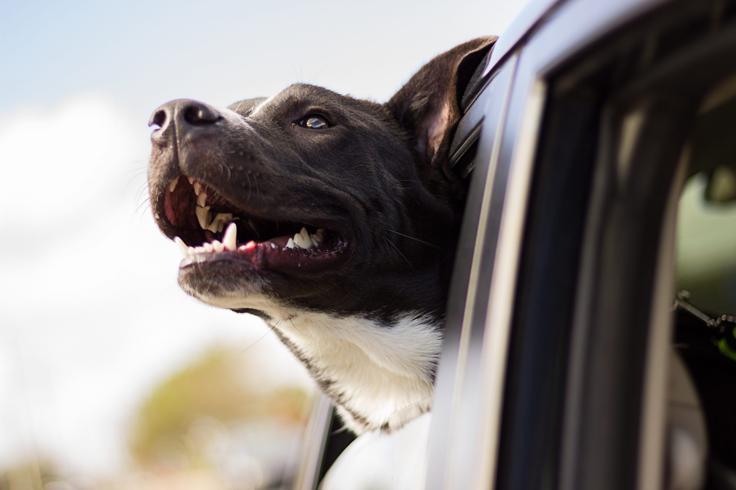 How to Handle Difficulty When Relocating Your Pet - Worldwide Animal Travel