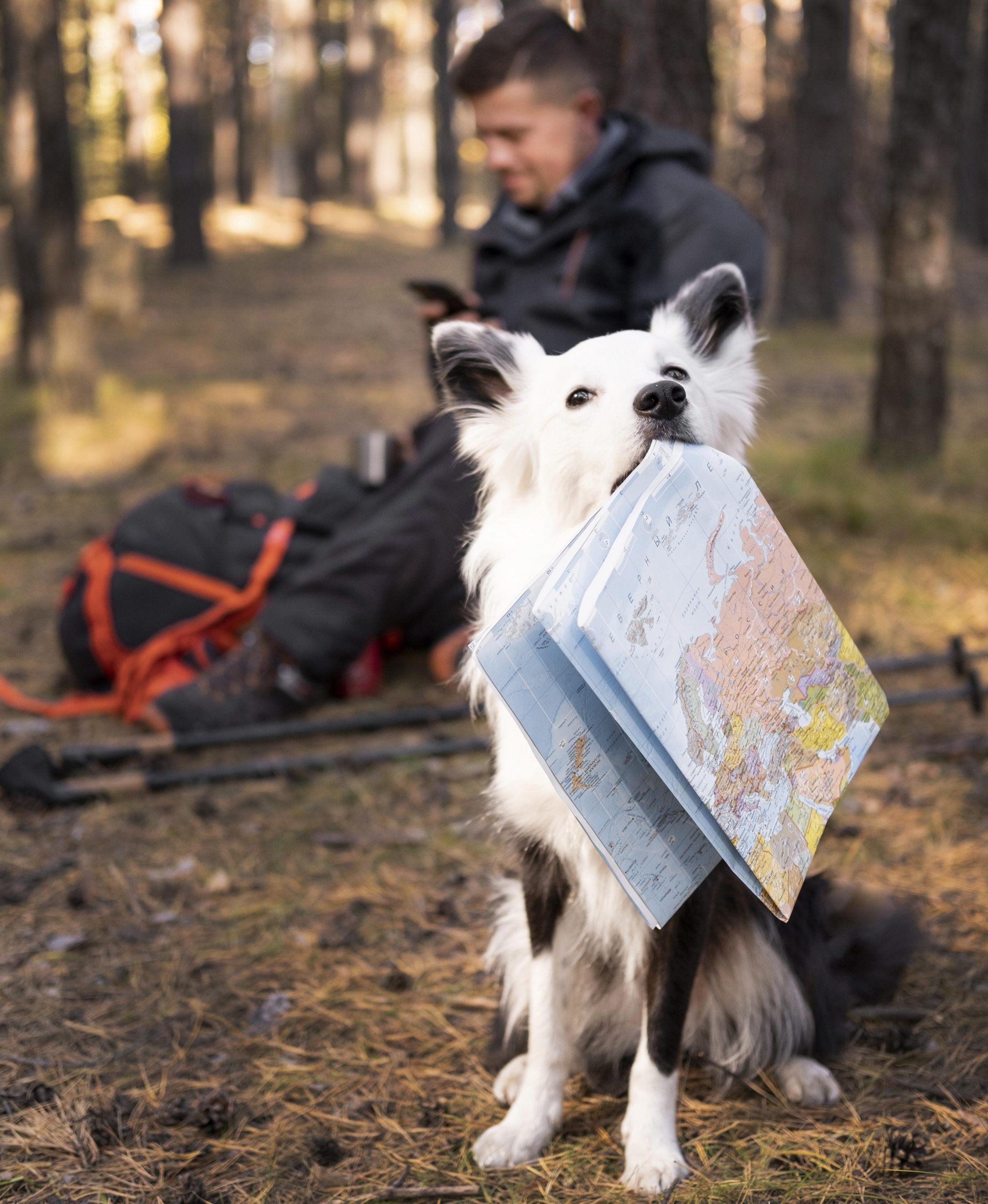 Top Pet-Friendly Destinations Around the World: Where Your Pets Are ...