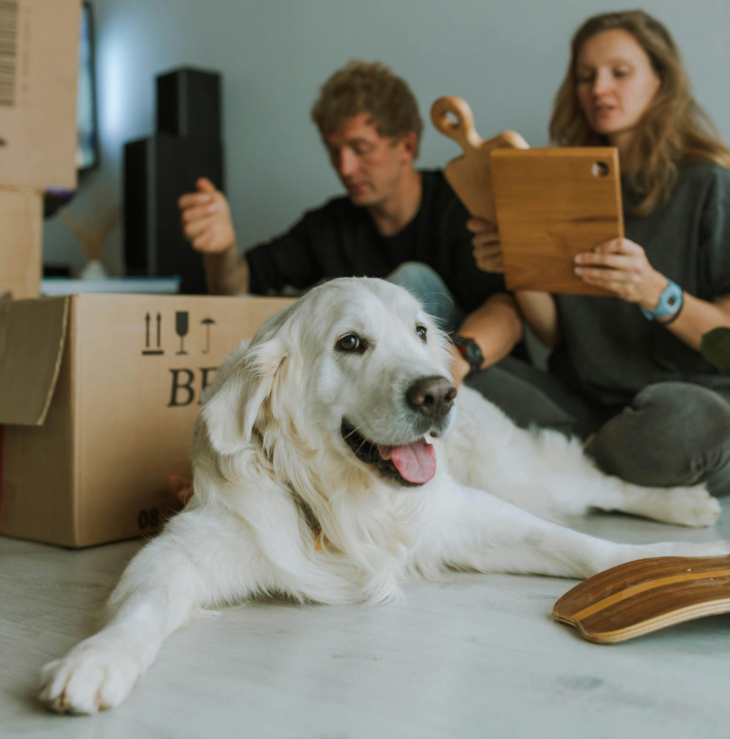 Vancouver Animal Travel Specialists: How We Make Pet Relocation Safe ...