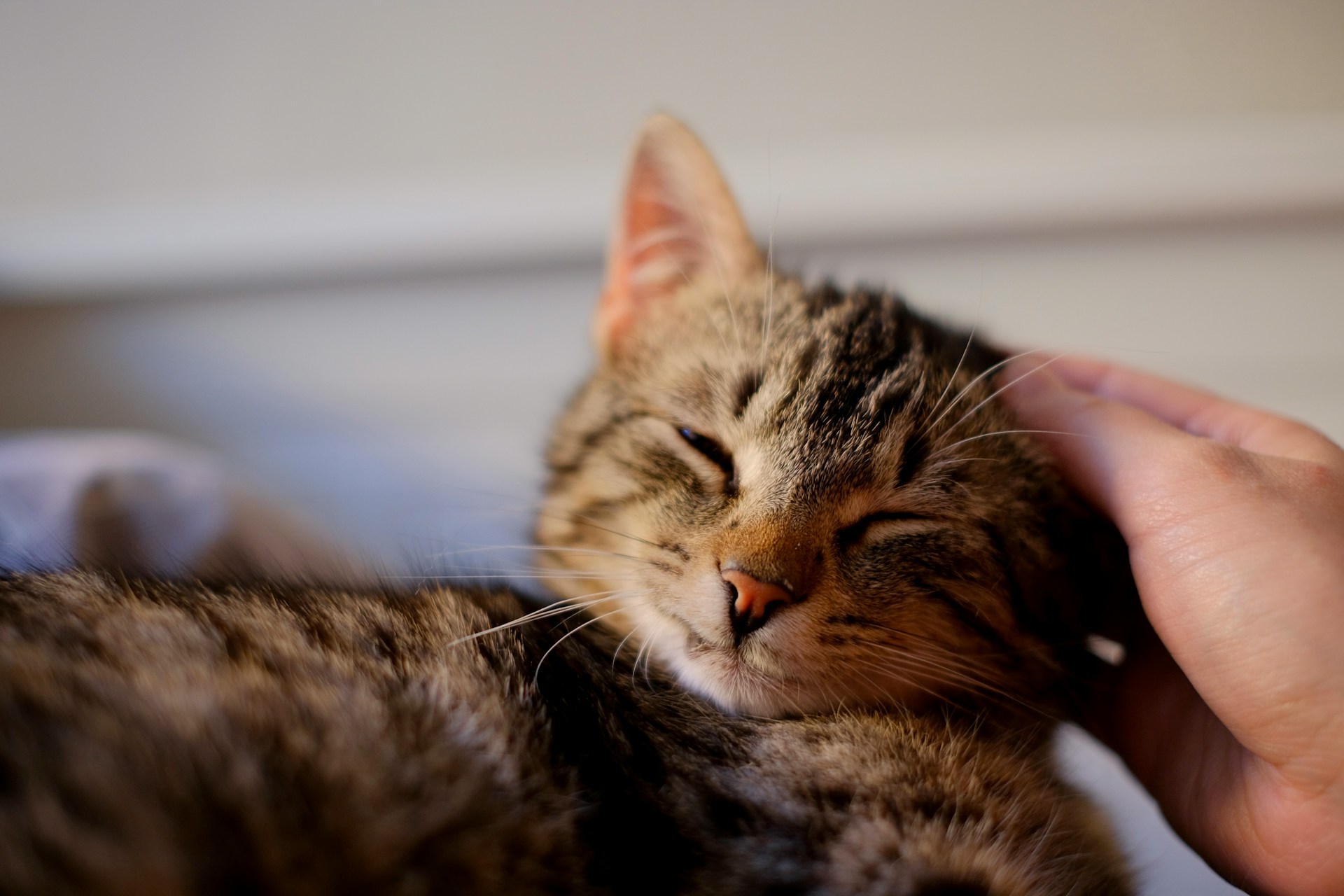 Comparing Pet Relocation Services in Canada - Worldwide Animal Travel